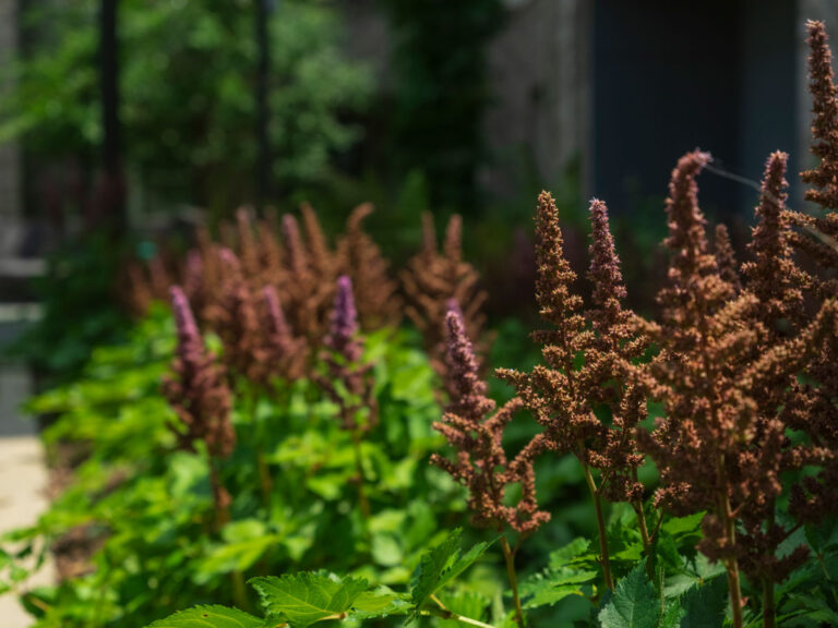 Infinity 260 – DPR Design